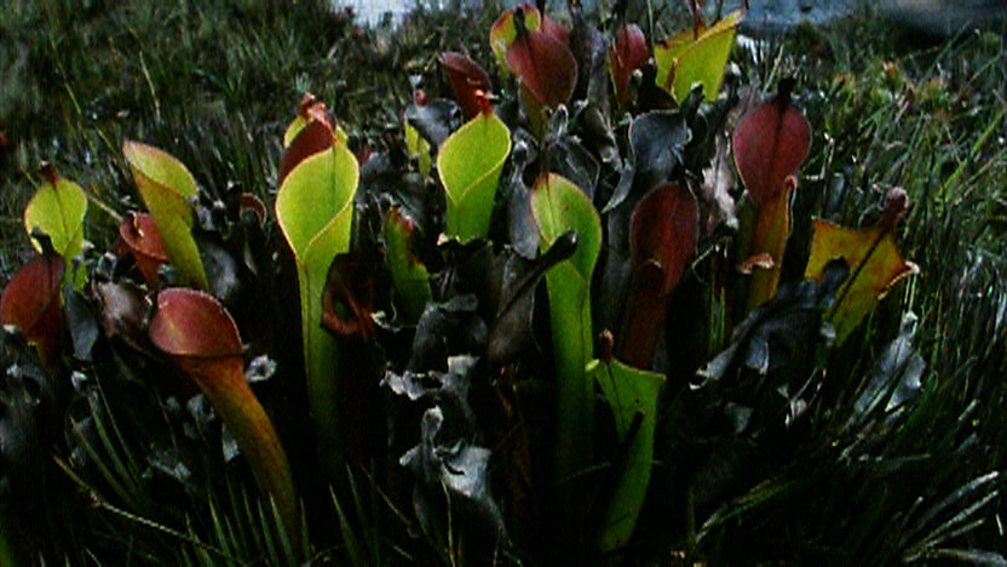 BBC Two - The Private Life of Plants, Surviving, Arctic plants