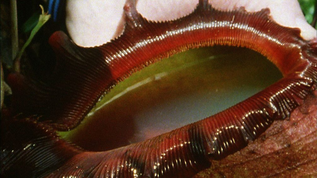BBC Two - The Private Life of Plants, Growing, Pitcher perfect