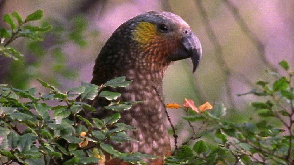 BBC Four - The Life of Birds, The Limits of Endurance, Red light runners