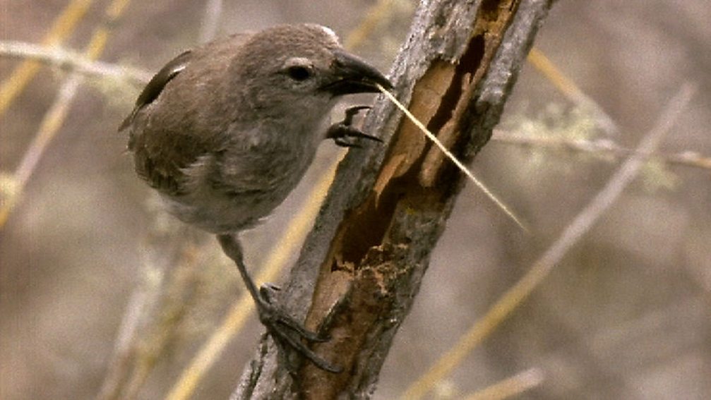 BBC Four - The Life of Birds, The Insatiable Appetite, Sowing the seed