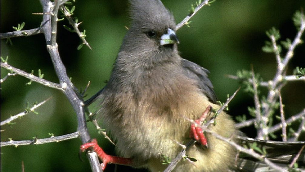 BBC Four - The Life of Birds, The Insatiable Appetite, Seed specialists
