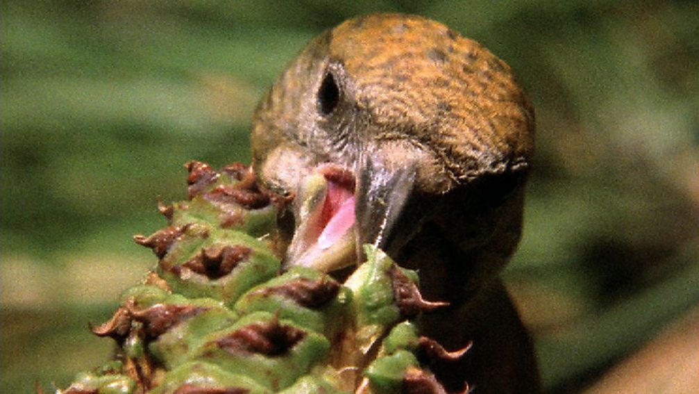 BBC Four - The Life of Birds, The Insatiable Appetite, Seed specialists