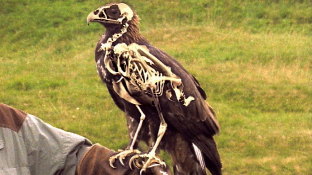 BBC Four - The Life of Birds, The Mastery of Flight, Whirling wings