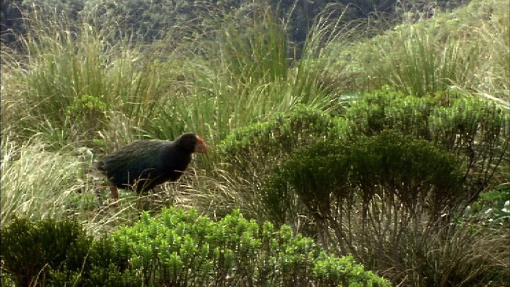 BBC Four - The Life of Birds, To Fly or Not to Fly?, Getting airborne