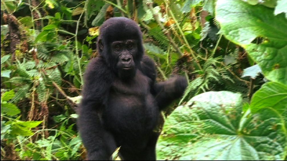 BBC One - The Really Wild Show
