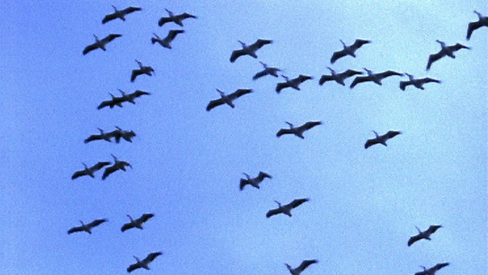 BBC Four - The Life of Birds, The Mastery of Flight, Whirling wings