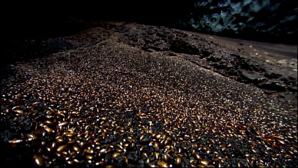 BBC One - Planet Earth, Caves
