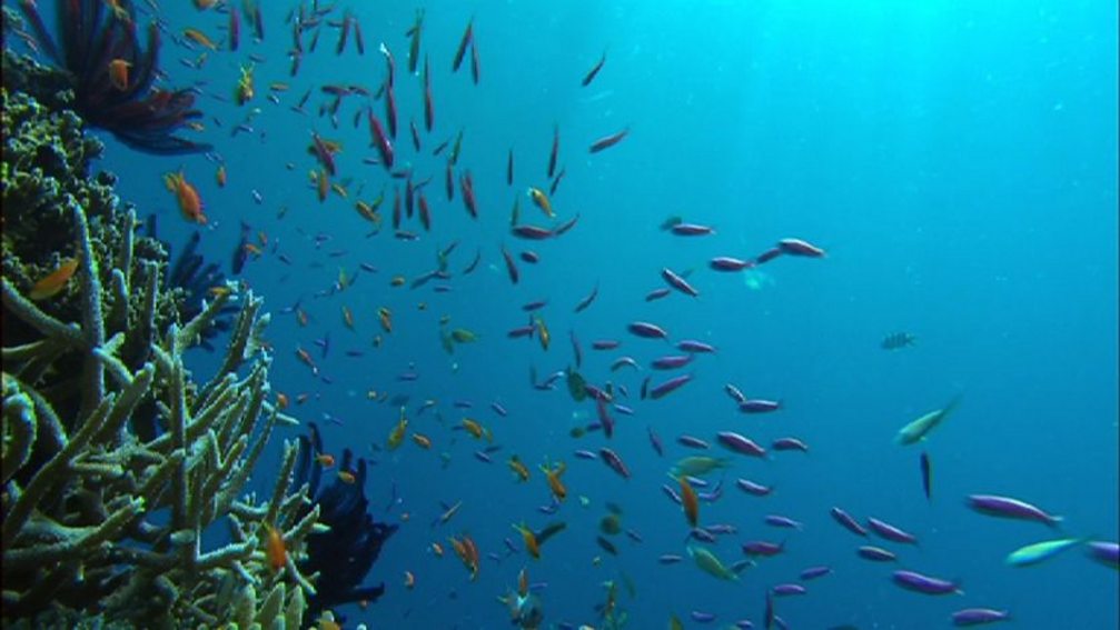 BBC Two - Great Barrier Reef