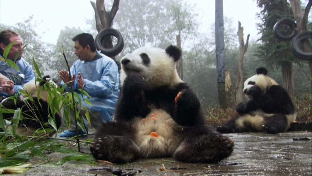 BBC One - Wild about Pandas