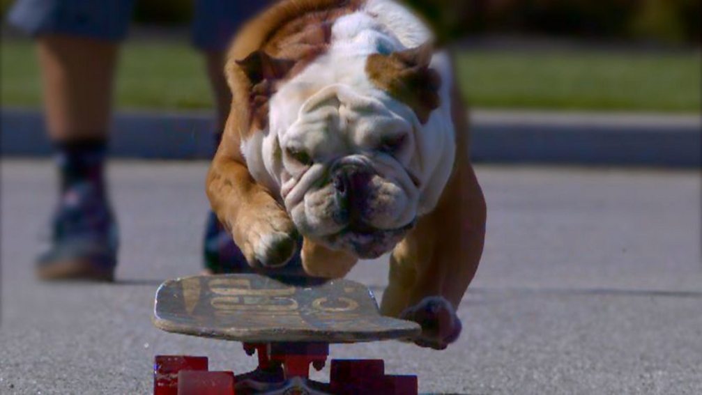 BBC One - Super Smart Animals, Episode 1, Chimp genius