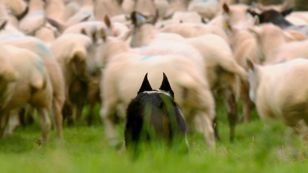 BBC One - Super Smart Animals