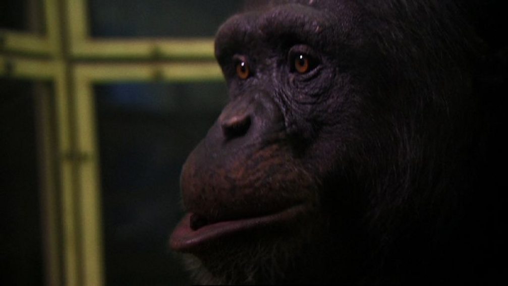 BBC One - Super Smart Animals, Episode 1, Chimp genius