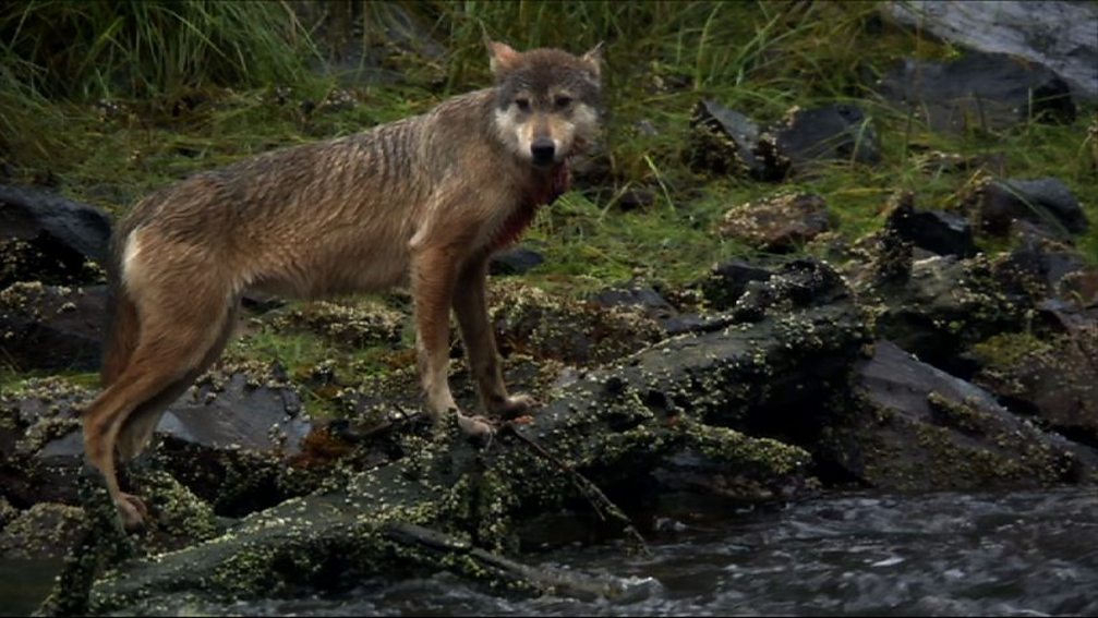 BBC One - Land of the Lost Wolves