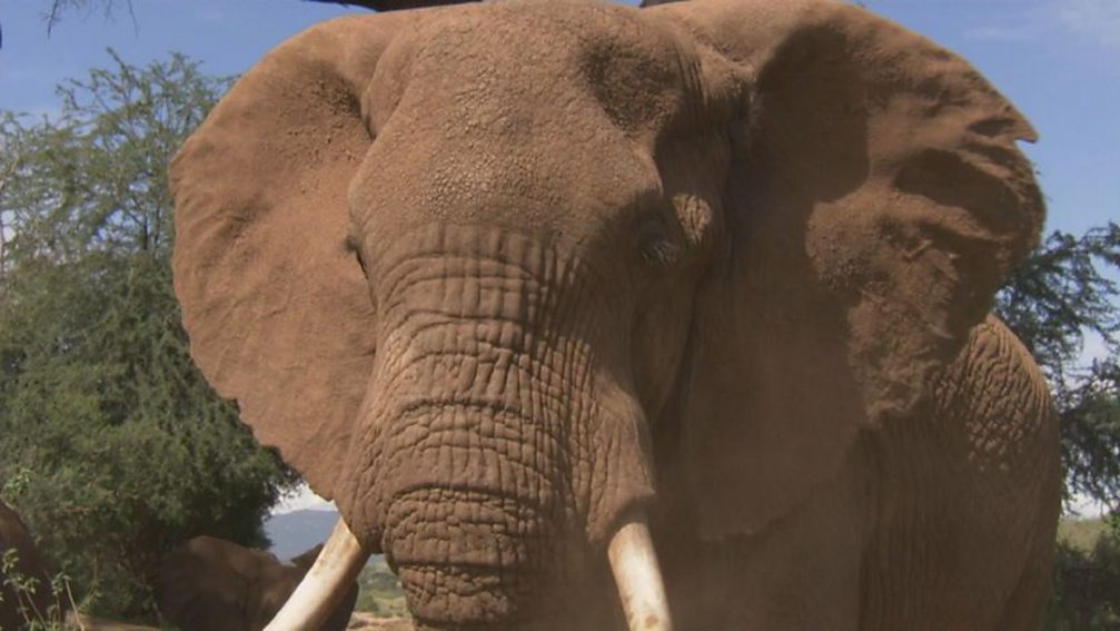 BBC One - Planet Earth Live - Elephants