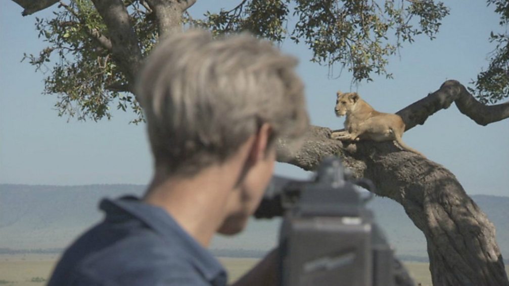 BBC One - Planet Earth Live, Specials, A Lion's Tale