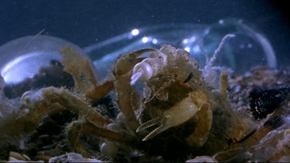 BBC Four - Weird Nature, Devious Defences, Snake in the grass