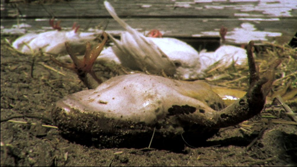 BBC Four - Weird Nature, Devious Defences, Snake in the grass