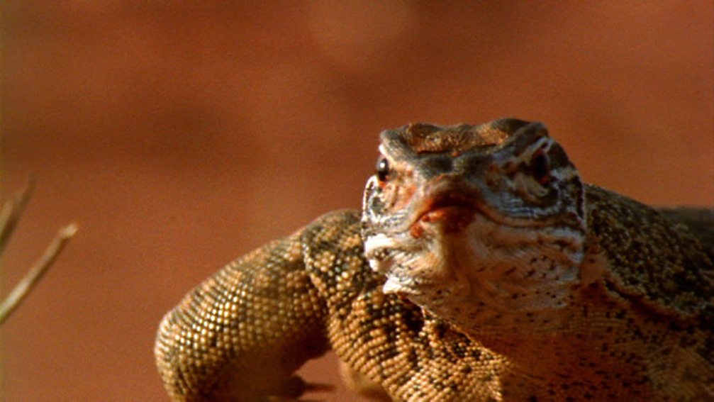 BBC Two - Wild Down Under, Desert Heart, Desert kings