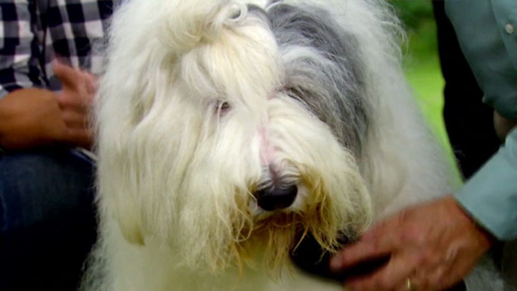 CBBC - Who Let the Dogs Out and About?