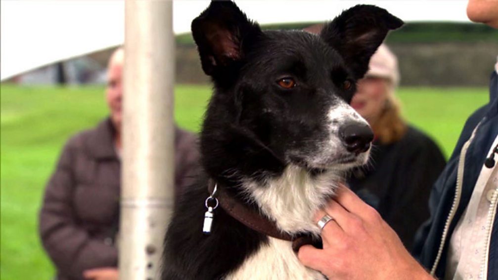 CBBC - Who Let the Dogs Out and About?