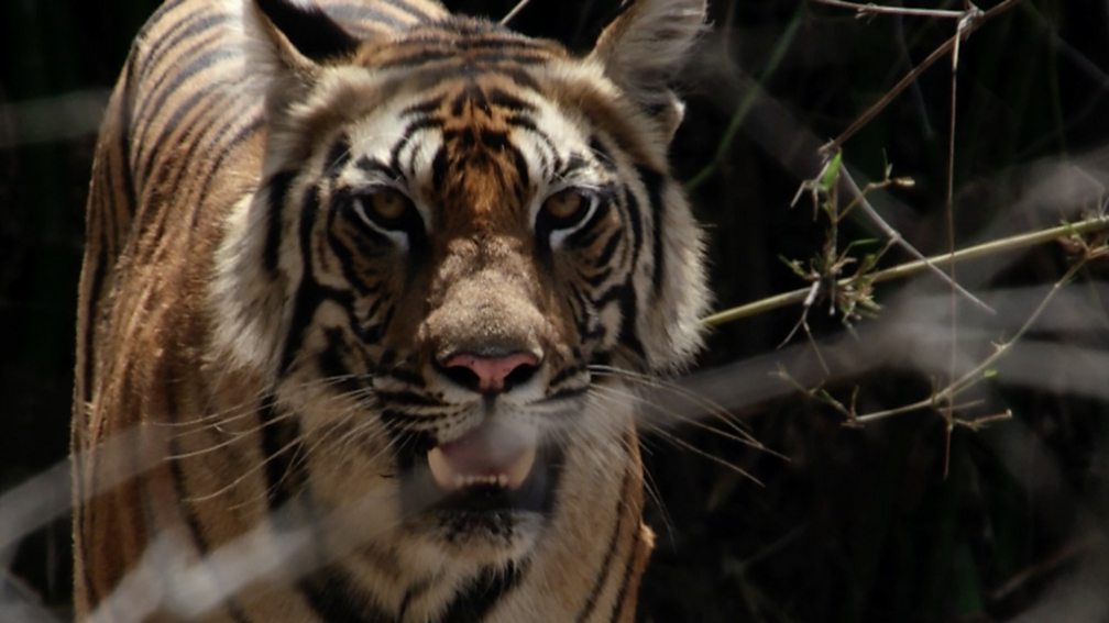 BBC Four - Life Story, New behaviours filmed in Life Story