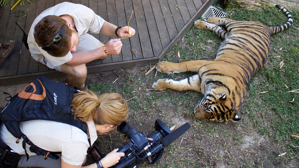 BBC Two - Tigers about the House, Series 1 - A life with tigers