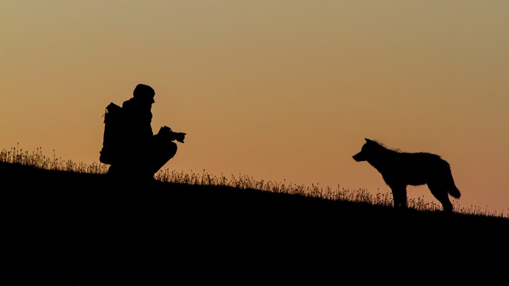 BBC Two - Snow Wolf Family and Me, Episode 2, Gordon Buchanan plays ...