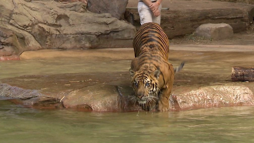 BBC Two - Tigers about the House, What Happened Next, Cheeky tiger cubs