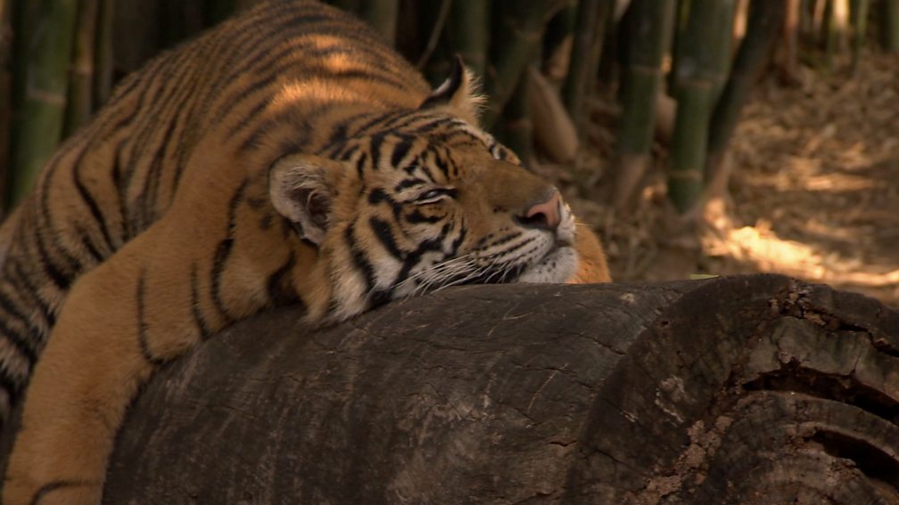 BBC Two - Tigers about the House