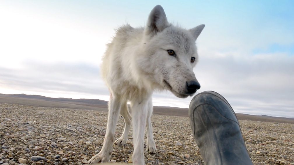 BBC Two - Snow Wolf Family and Me, Episode 2, Gordon Buchanan plays ...
