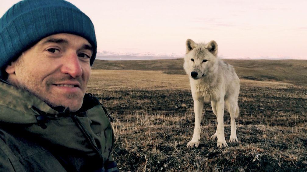 BBC Two - Snow Wolf Family and Me