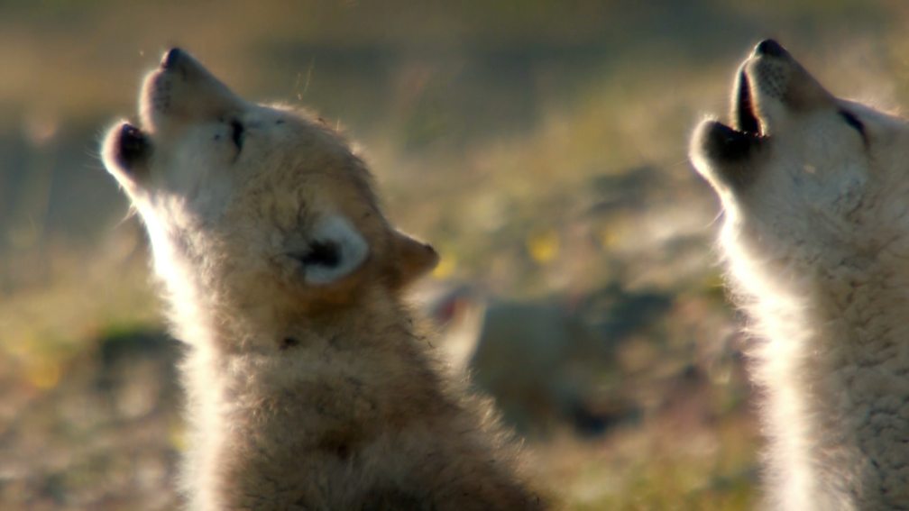 BBC Two - Snow Wolf Family and Me, Episode 1, Two 3-week old Arctic ...