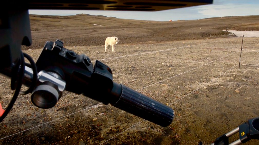 BBC Two - Snow Wolf Family and Me, Episode 1, Two 3-week old Arctic ...