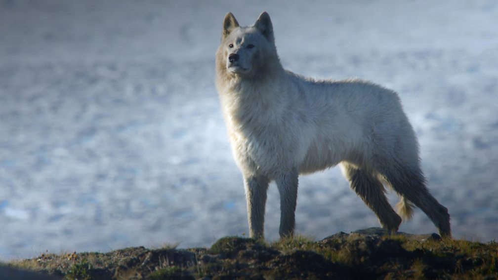 BBC Two - Snow Wolf Family and Me - Scruffy