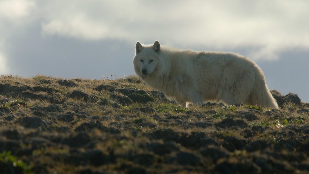 BBC Two - Snow Wolf Family and Me - Atka