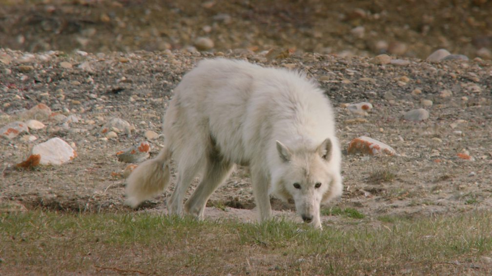 BBC Two - Snow Wolf Family and Me - Scruffy