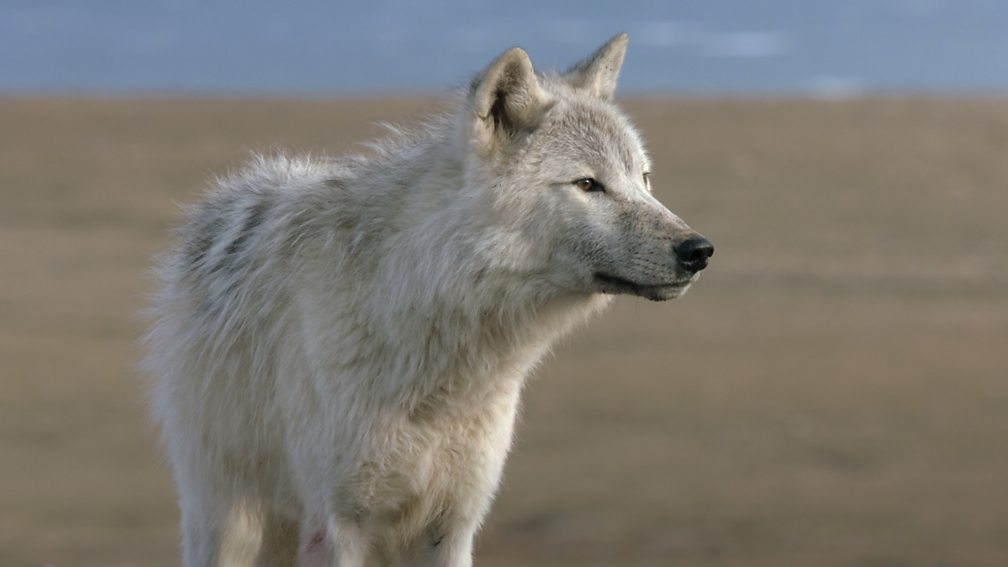 BBC Two - Snow Wolf Family and Me - Scruffy