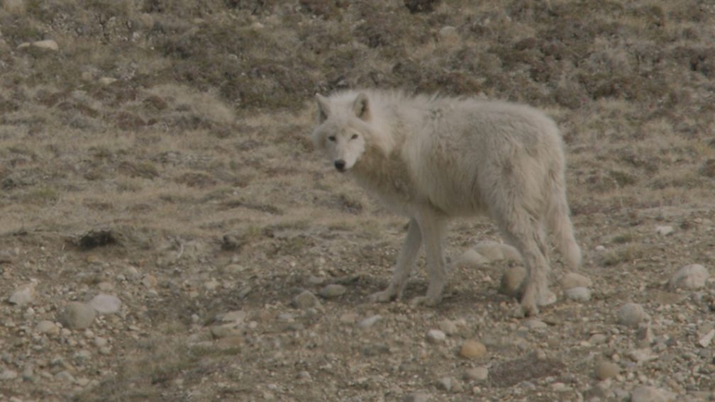 BBC Two - Snow Wolf Family and Me - Atka