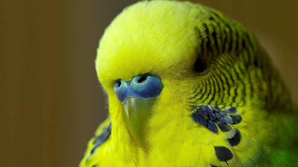 BBC One - Pets - Wild at Heart, Playful Creatures, Golden Hamsters ...