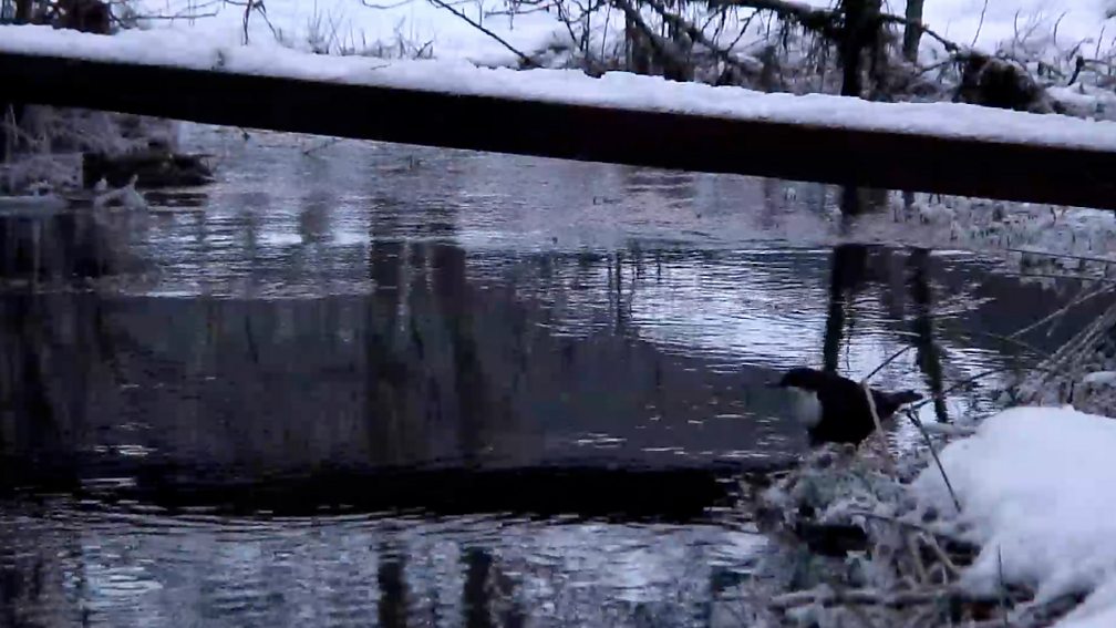 BBC Two - Winterwatch, Series 3, Dipper Under Ice