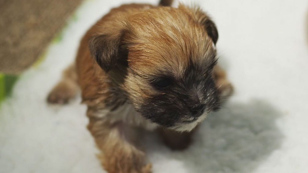 BBC One - Pets - Wild at Heart