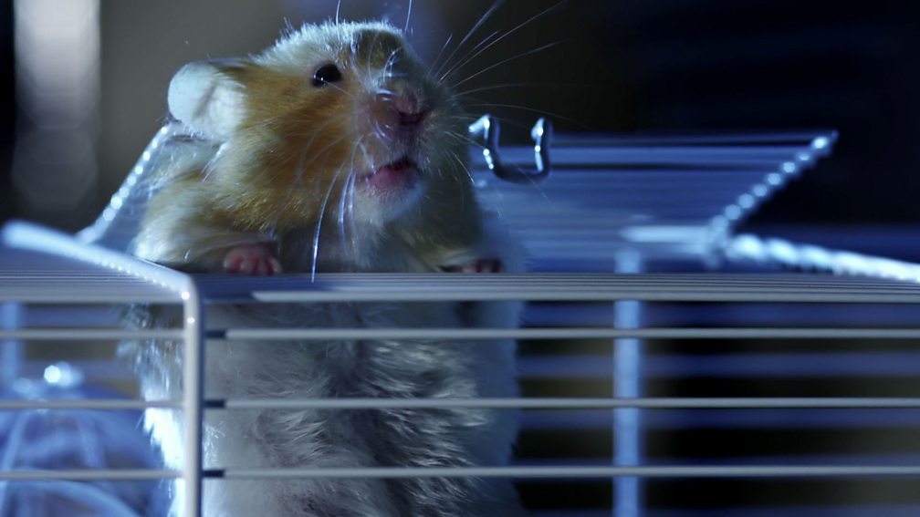 BBC One - Pets - Wild at Heart, Playful Creatures, Golden Hamsters ...