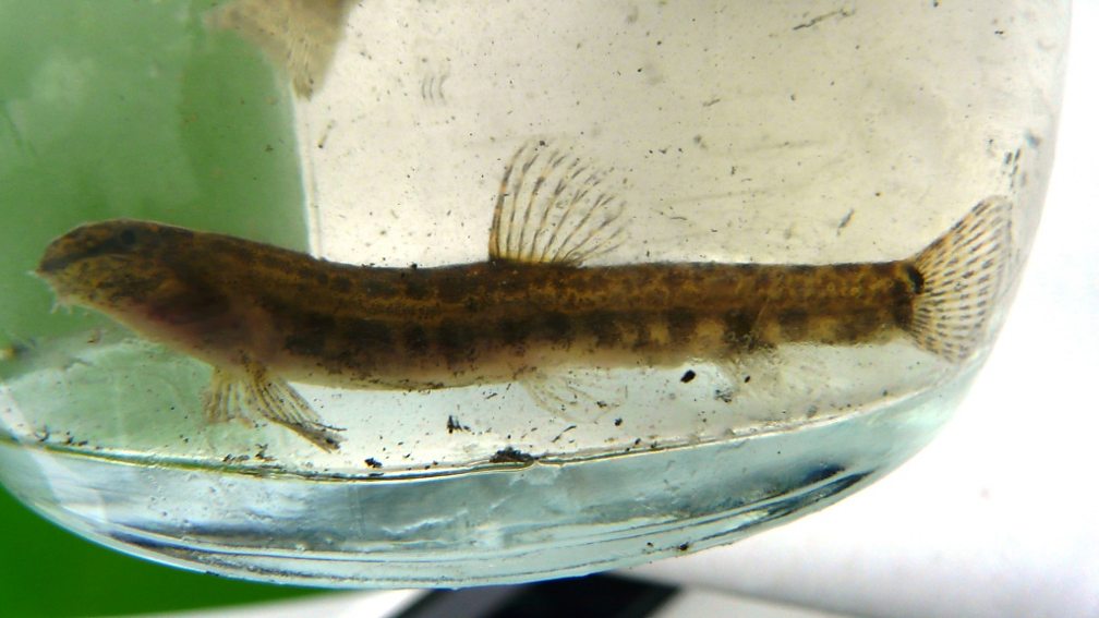 BBC Radio 4 - Living World, The Spined Loach
