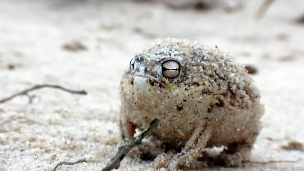 BBC One - Super Cute Animals, The sonorous war cry of an angry frog