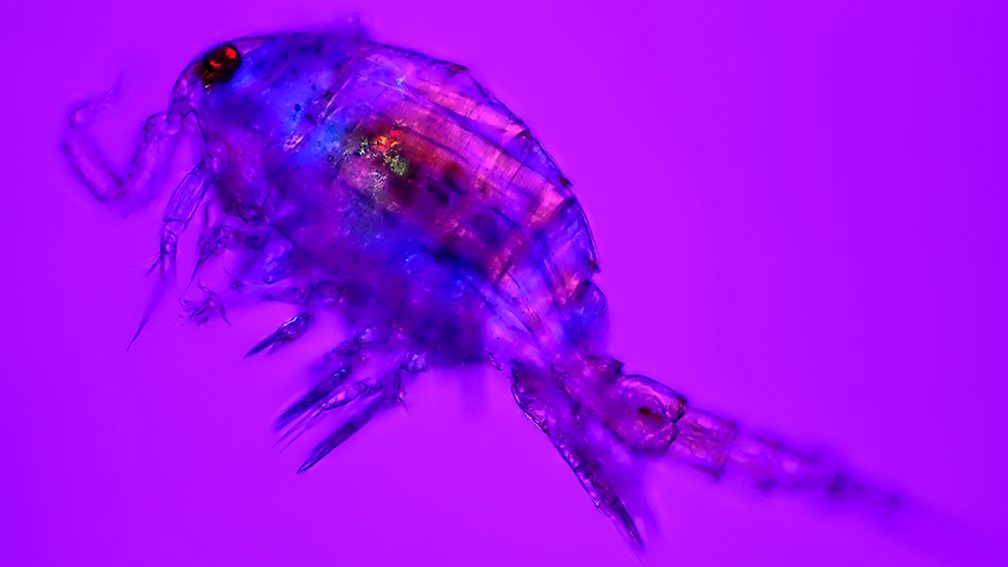 BBC - BBC Earth, Plankton_720.mp4