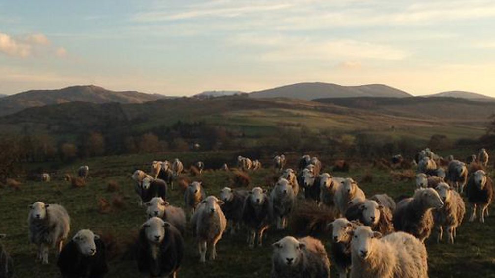 BBC Radio 4 - The Shepherd's Life by James Rebanks