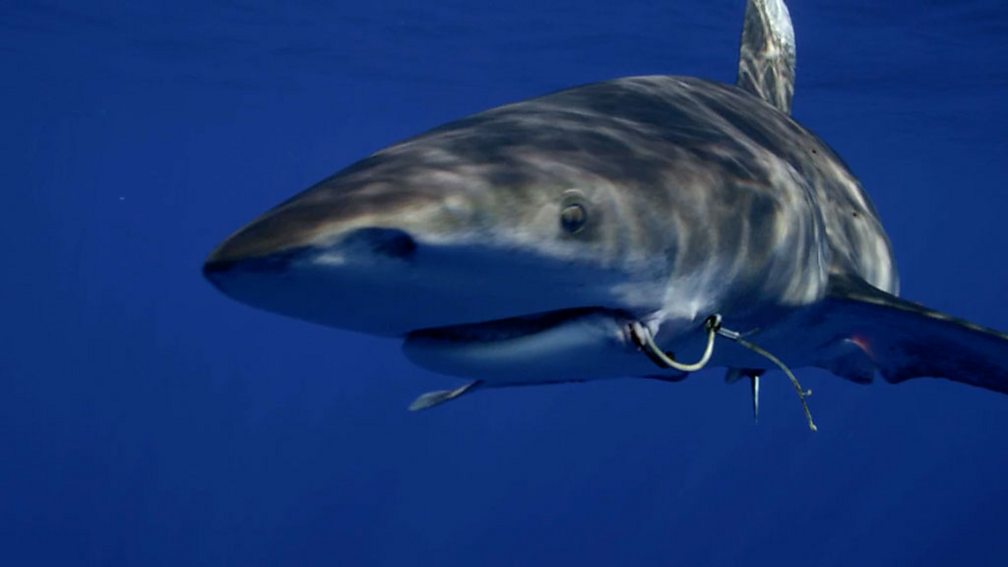 BBC One - Shark - Clips