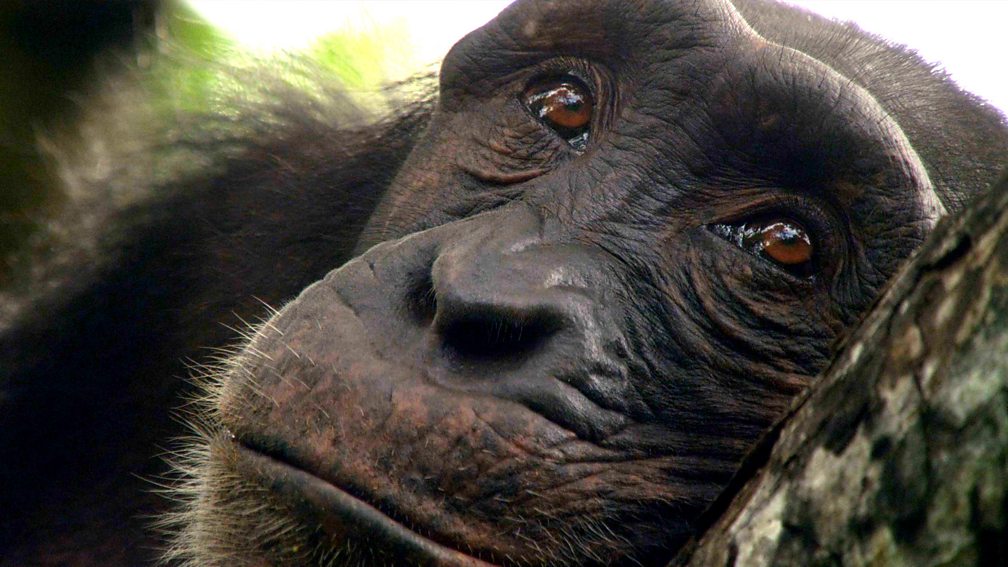 BBC Radio 4 - Natural Histories, Monkeys And Apes