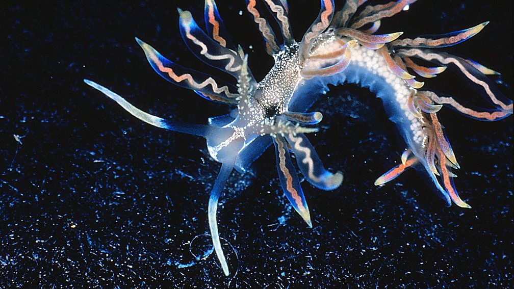 BBC World Service - Newsday, A Japanese sea slug among world's new species