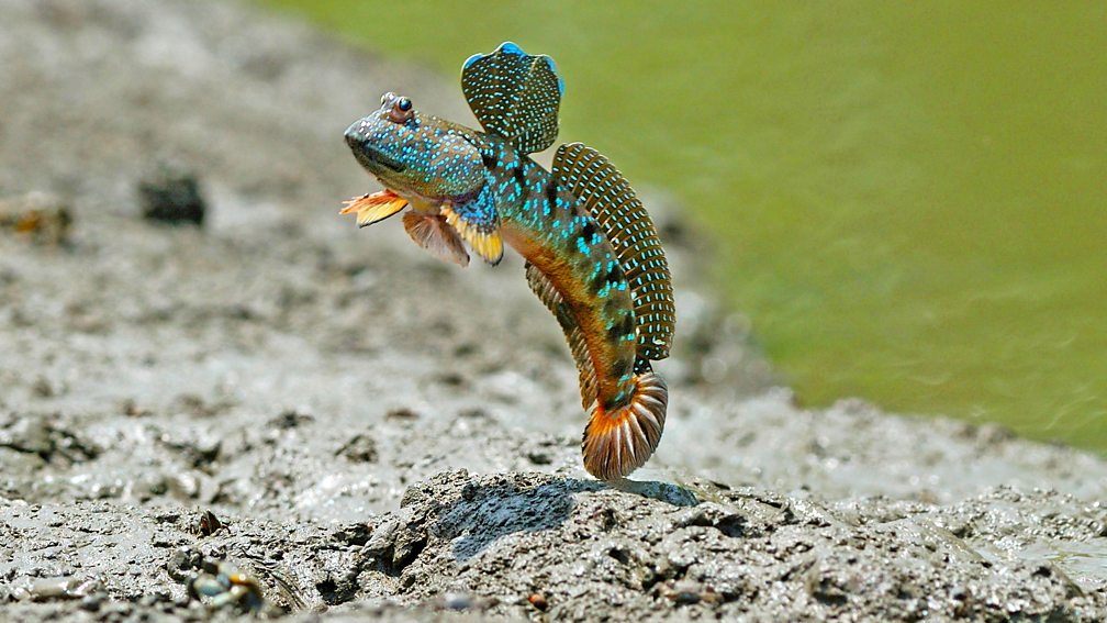 BBC One - Nature's Greatest Dancers, The Dance for Love, Mudskipper ...